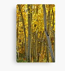 Aspen Trees Canvas Prints | Redbubble