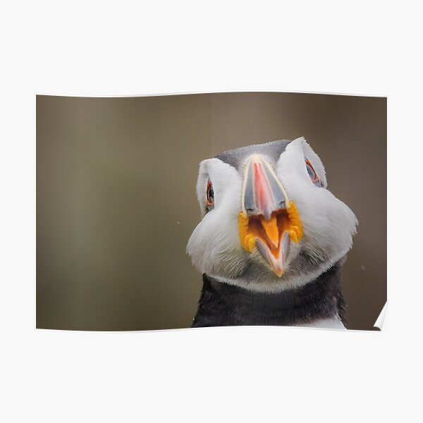 "Cheeky Puffin" Poster for Sale by cjdolfin | Redbubble