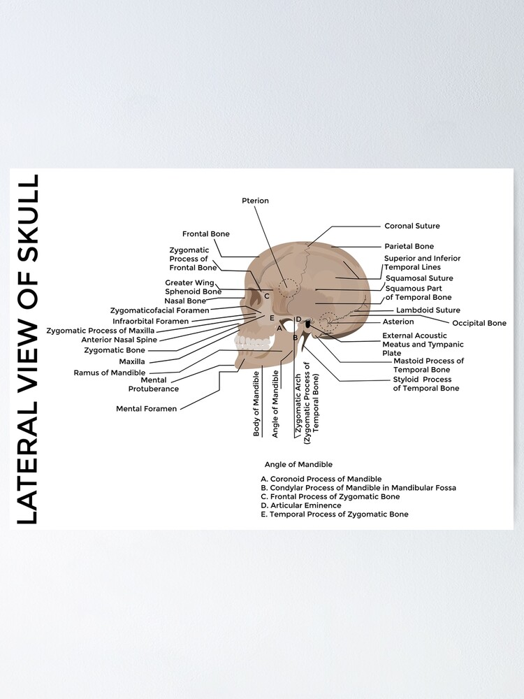 "lateral view of human skull human skull, medical poster " Poster by ...