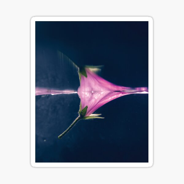 "Pink Reflection" Sticker by TheAndrew | Redbubble