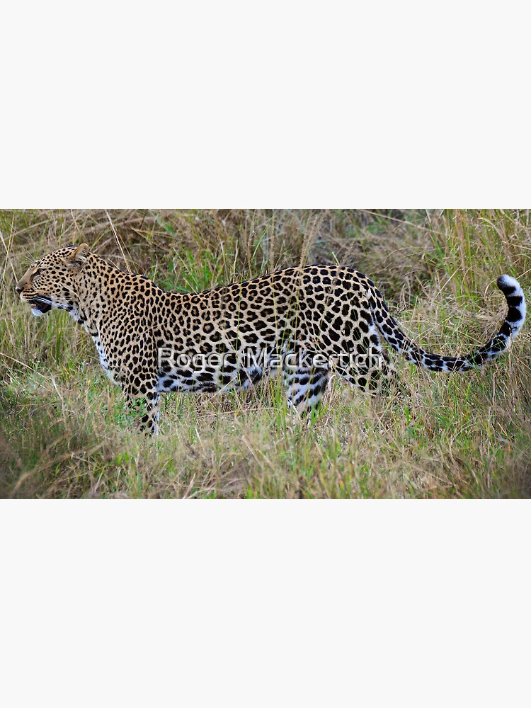 "Leopard out and about." Poster for Sale by didgemack | Redbubble