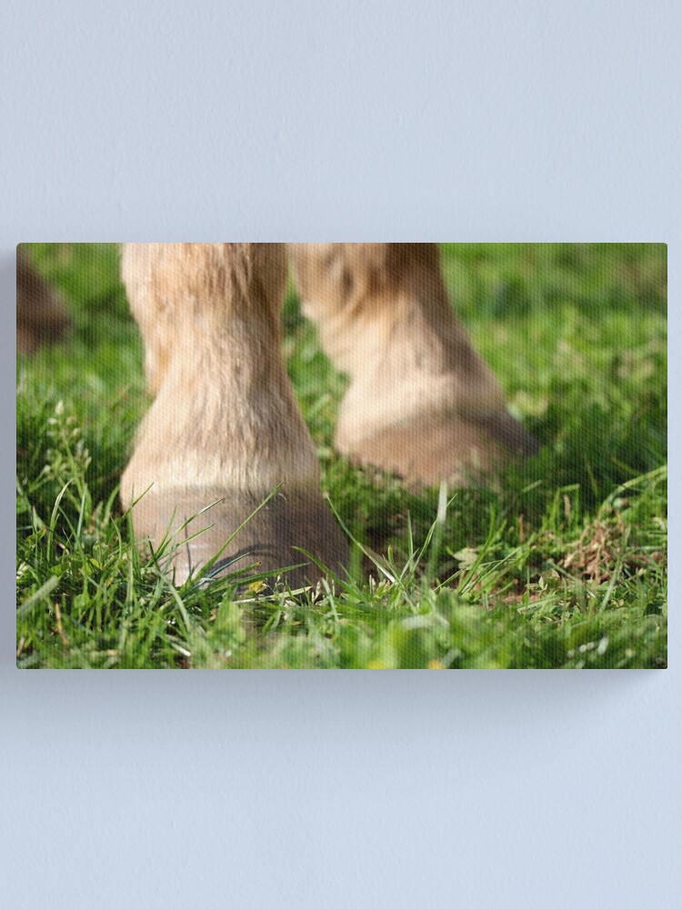 "Hooves in Grass" Canvas Print for Sale by IndiemmaJones | Redbubble