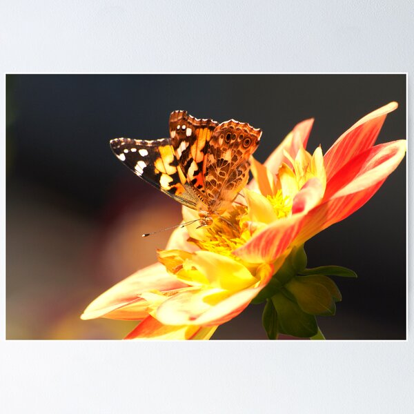 Fireflight Merch & Gifts for Sale | Redbubble