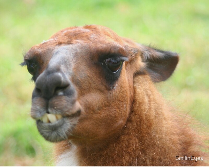 "Angry Llama Face" by SmilinEyes | Redbubble