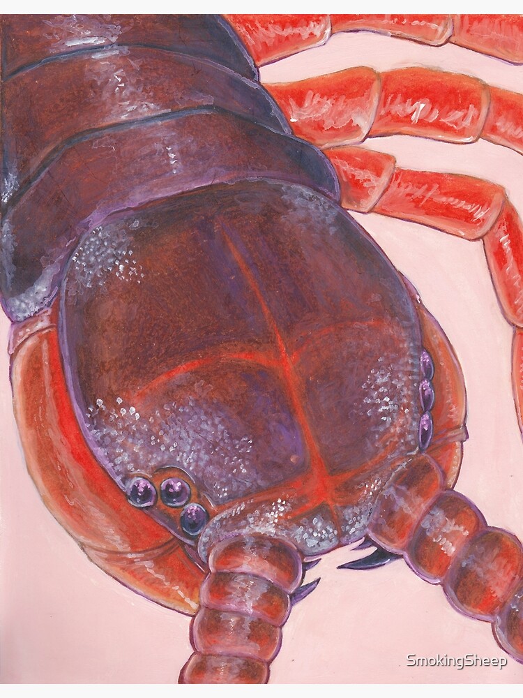 "Centipede" Poster for Sale by SmokingSheep | Redbubble