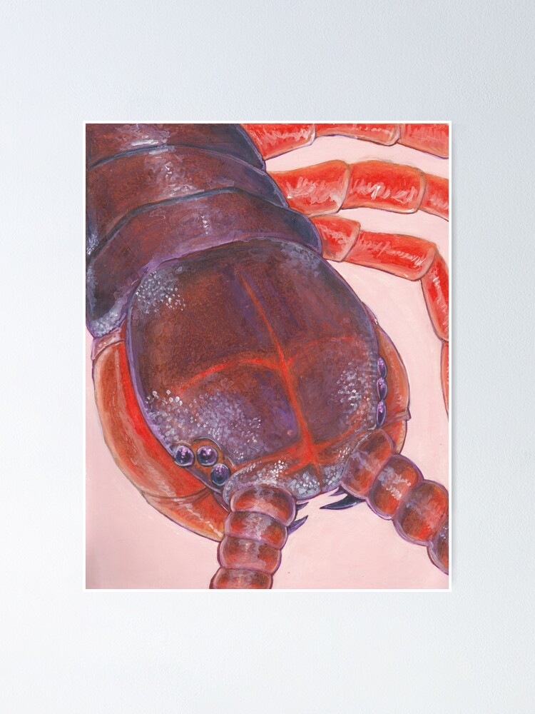 "Centipede" Poster for Sale by SmokingSheep | Redbubble
