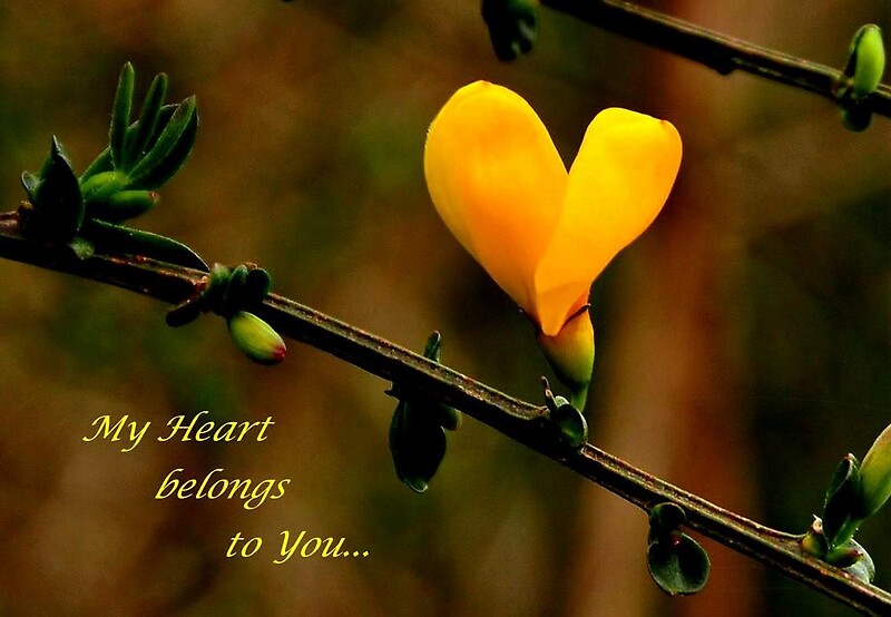"MY HEART BELONGS TO YOU..." by RoseMarie747 | Redbubble