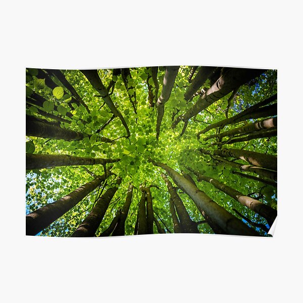 "One Tree - look up into a tree canopy in the woods" Poster by ...