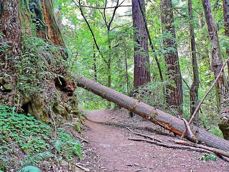 "Fallen Tree Across the Trail" by Martha Sherman | Redbubble