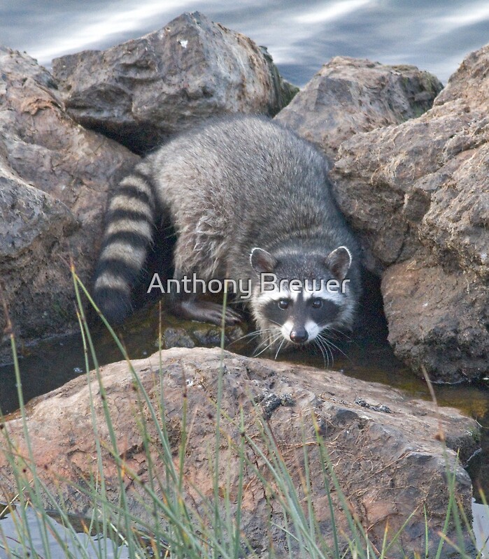"Raccoon on the rocks" by Anthony Brewer | Redbubble