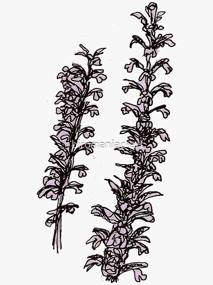 "Line Foliage" Sticker by biromaniac-art | Redbubble