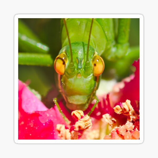 "Katydid Square Format" Sticker for Sale by lucky6photos | Redbubble