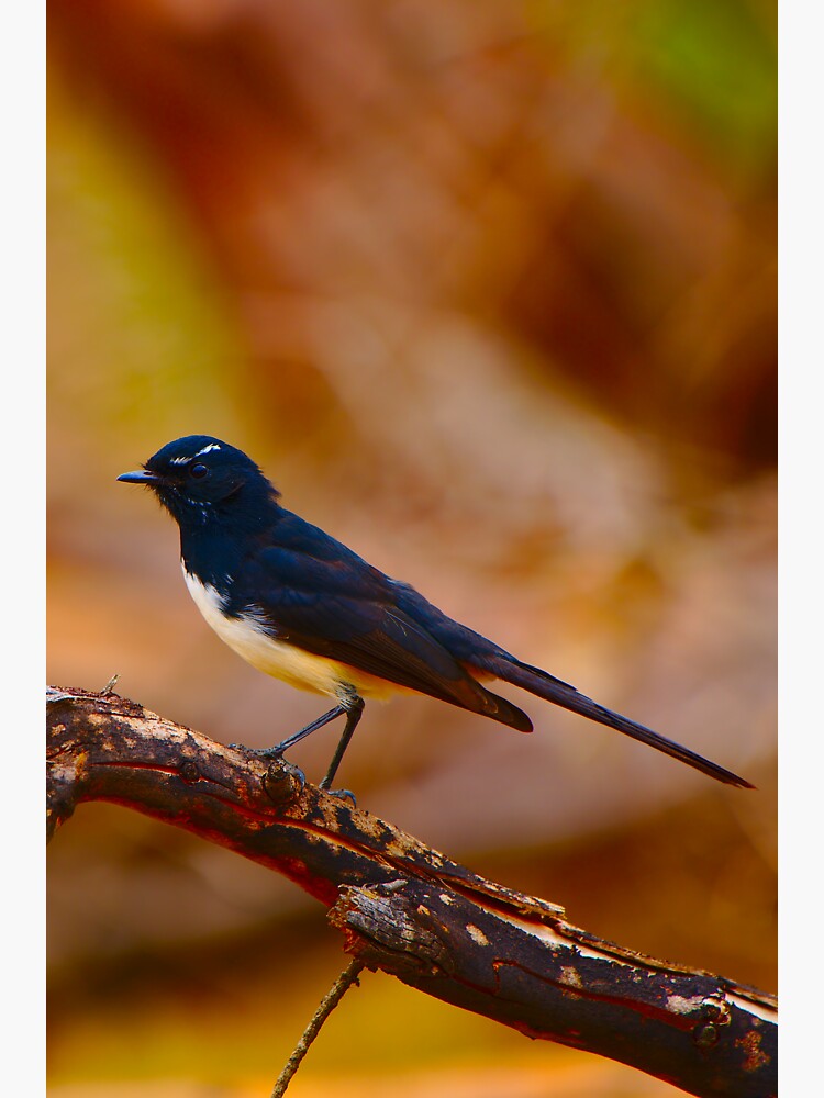"Birds - Willie Wagtail Bird Perched - Portrait" Sticker by ...