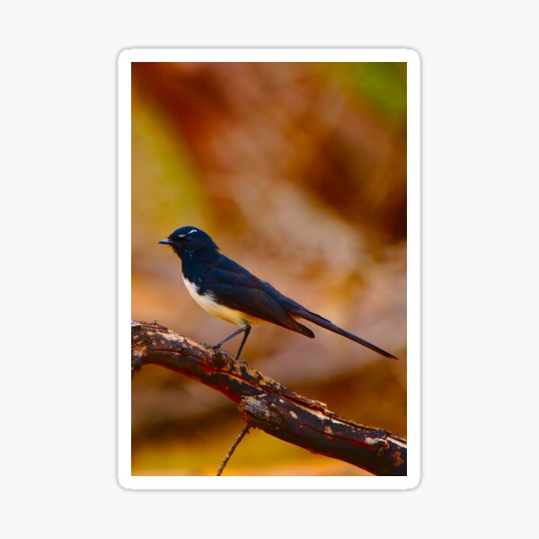 "Birds - Willie Wagtail Bird Perched - Portrait" Sticker by ...
