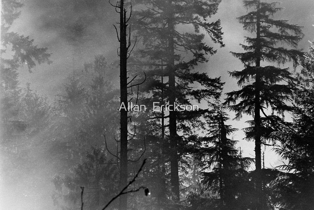 "in the ancient forest..." by Allan Erickson | Redbubble