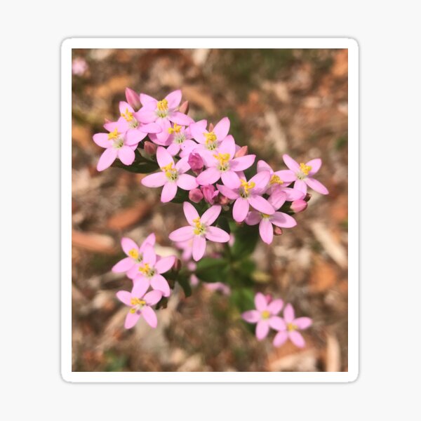 "Native Australian Pink Flowers" Sticker for Sale by glamoursaurus ...