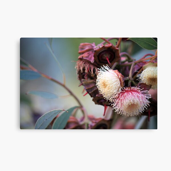 Gumnut Canvas Prints | Redbubble