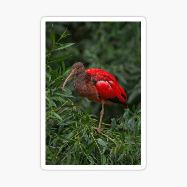 "Scarlet ibis" Sticker for Sale by rawshutterbug | Redbubble