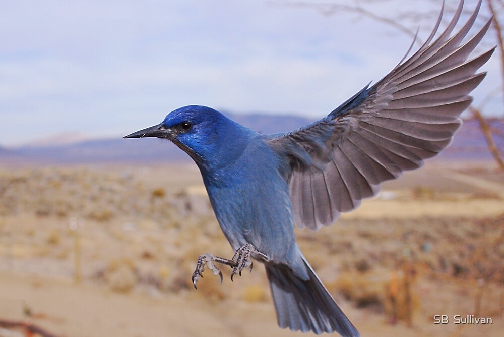 "Pinion Jay in flight" by Steven Sullivan | Redbubble