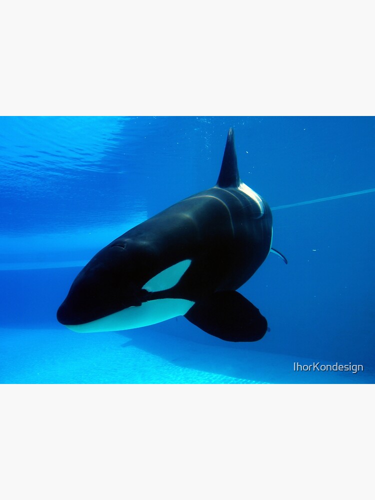 "Save the Orca Killer Whale Gift for men women kids " Poster by ...