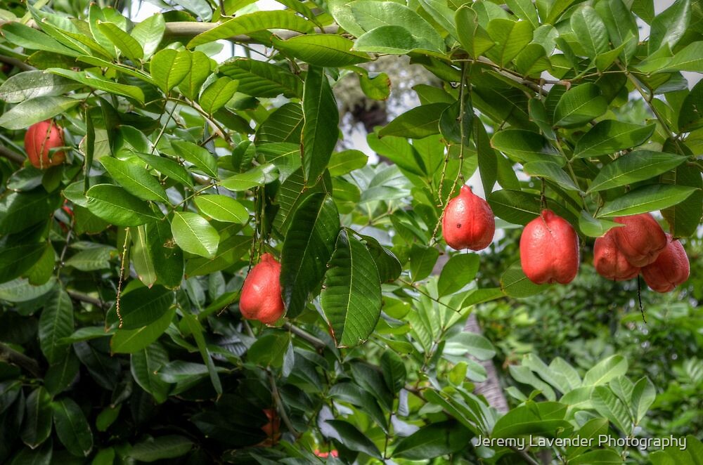 «The ackee, also known as achee, akee apple or akee» de Jeremy Lavender ...