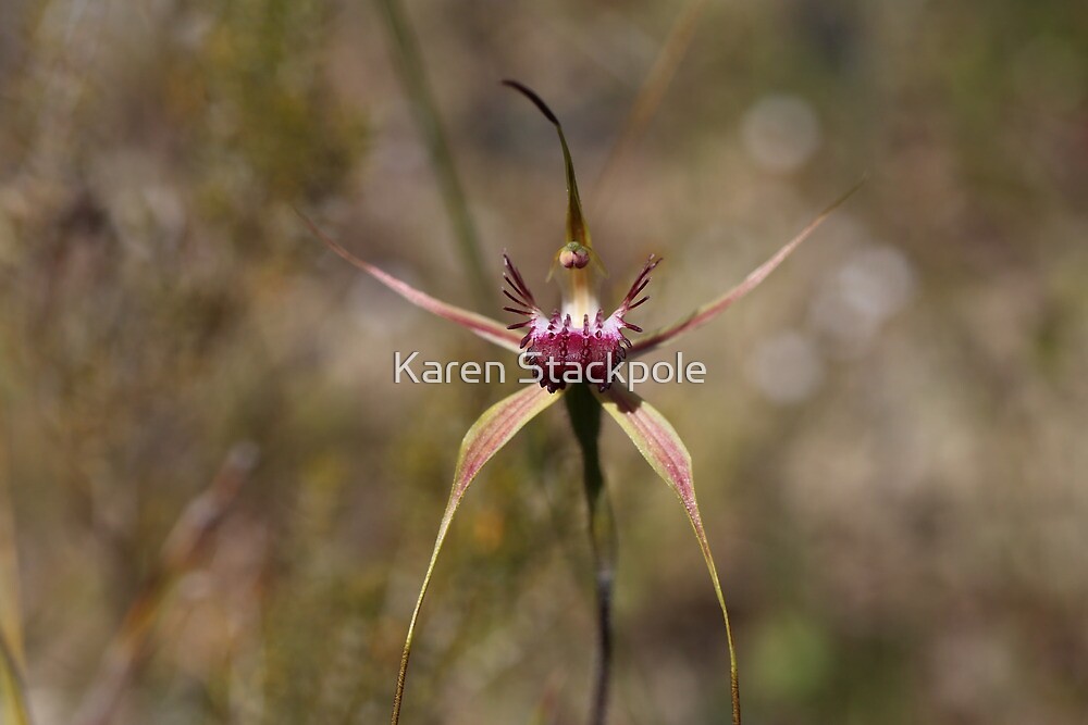 "Spider Orchid - Goomalling, Western Australia" by Karen Stackpole ...