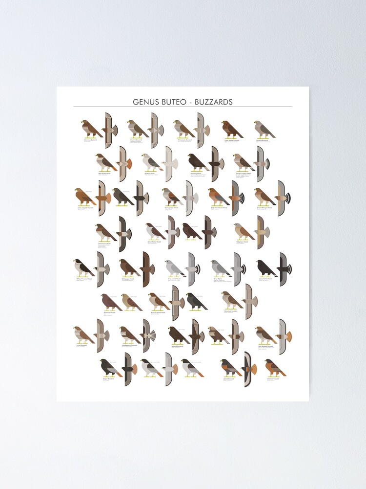 "Genus Buteo - Buzzards" Poster by scottpartridge | Redbubble