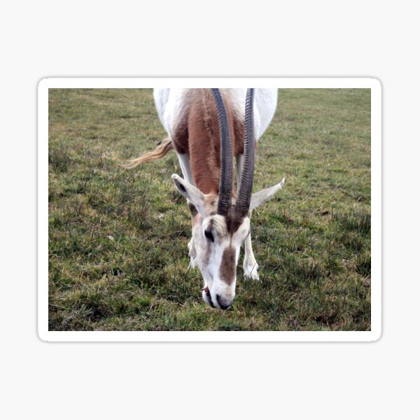 "Scimitar horned oryx" Sticker by Asrais | Redbubble
