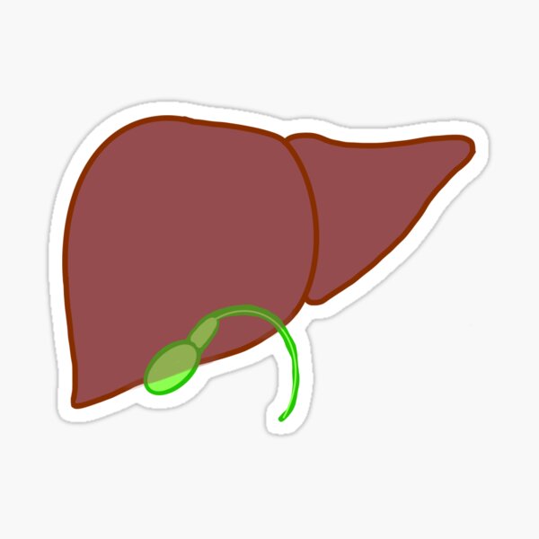 "Liver (anatomy)" Sticker for Sale by jennashelley | Redbubble