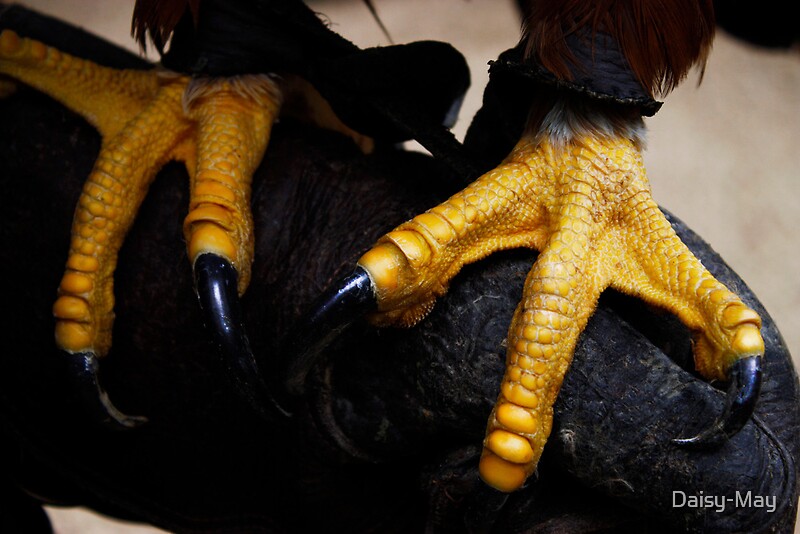 "Pure Talon - Zeena's Feet " by Daisy-May | Redbubble