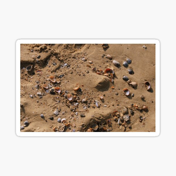 "Shells" Sticker by Asrais | Redbubble