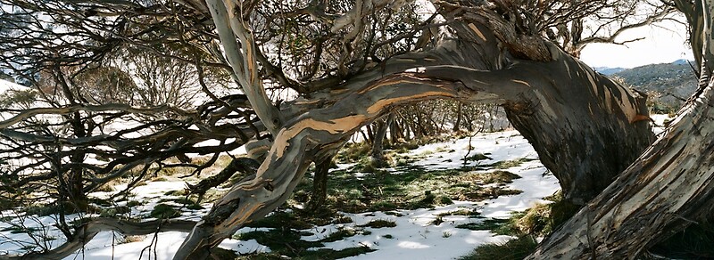 "Snow Gum 2, Dead Horse Gap, Mt Kosciusko National Park" by SkyPhotos ...
