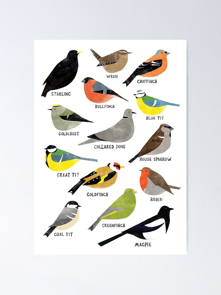 "British Bird ID Chart" Poster for Sale by lhollyberry | Redbubble