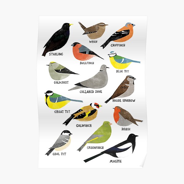 "British Bird ID Chart" Poster by lhollyberry | Redbubble