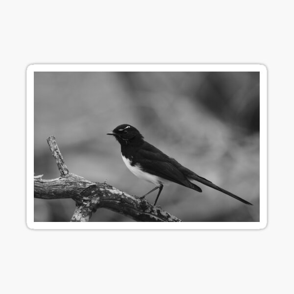 "Willie wagtail black and white - portrait" Sticker for Sale by ...