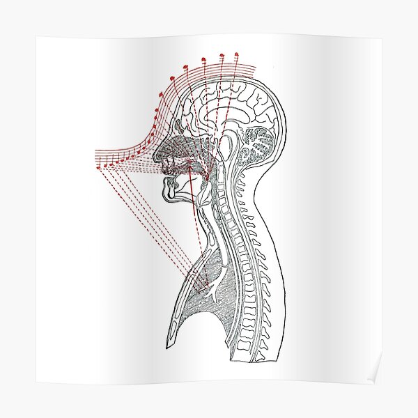 Póster «Singer Anatomy Drawn» de upopot | Redbubble
