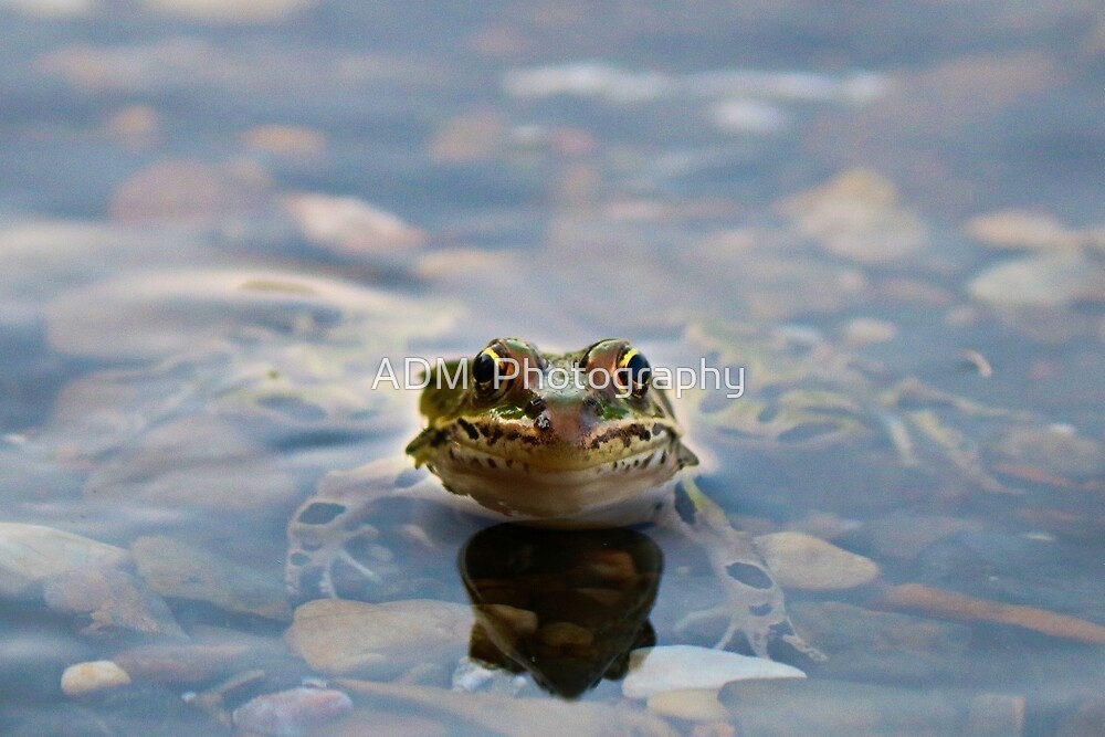 "Peek a boo Leopard Frog" by ADM Photography | Redbubble