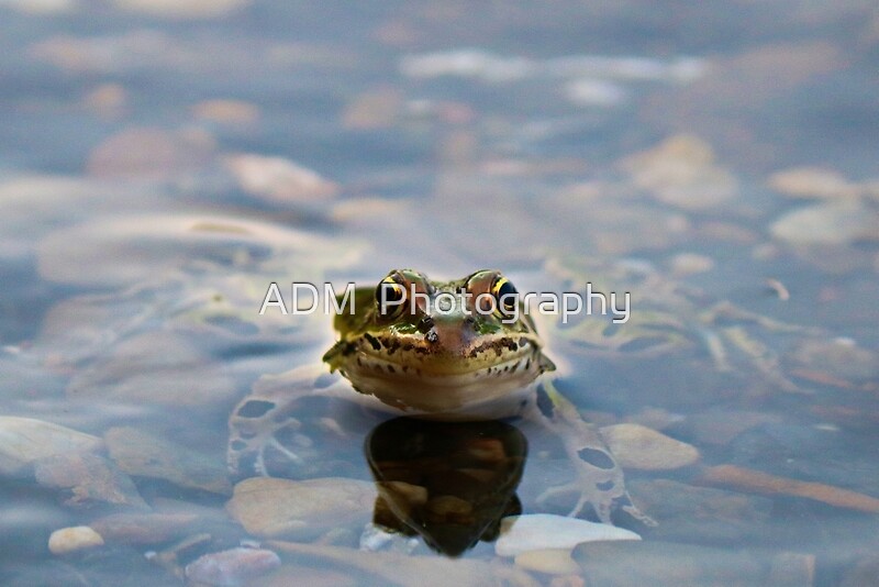 "Peek a boo Leopard Frog" by ADM Photography | Redbubble