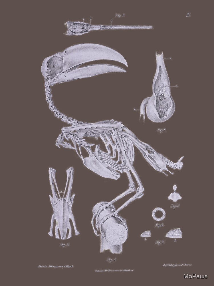 "Toucan Bird Skeleton Anatomy Vintage Natural History" T-shirt by ...