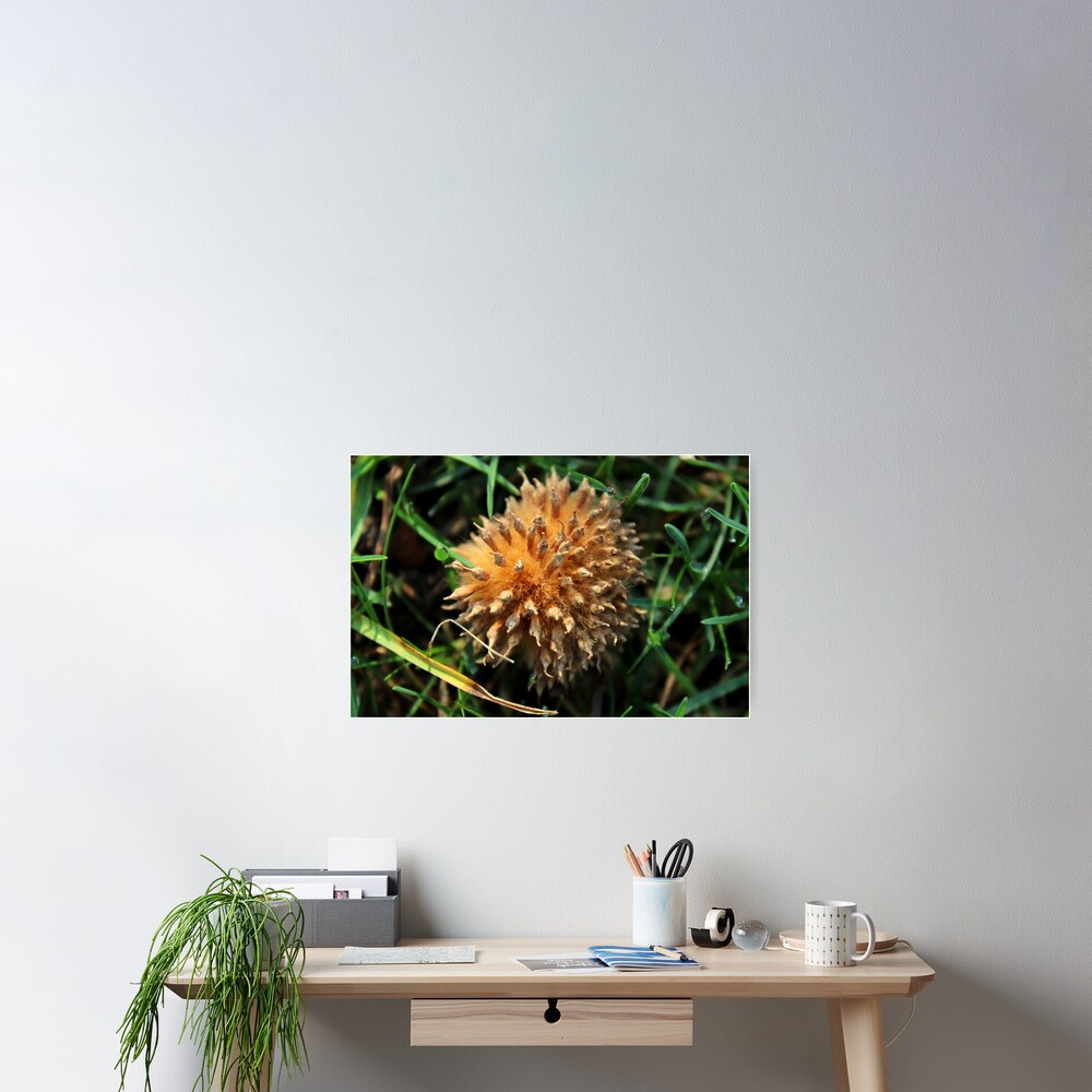 "Round Spiky Seed Pod" Poster for Sale by anitahiltz | Redbubble