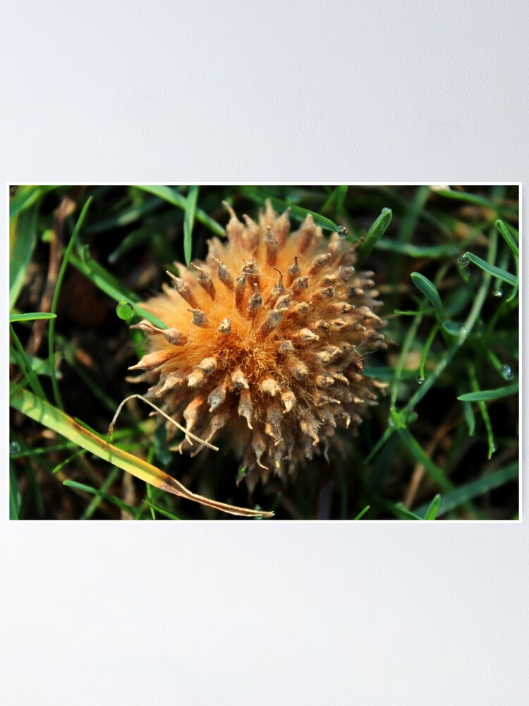 "Round Spiky Seed Pod" Poster for Sale by anitahiltz | Redbubble