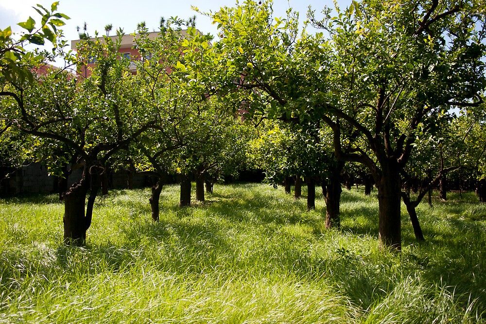 "Italian Lemon Orchard" by Tiffany Muff | Redbubble