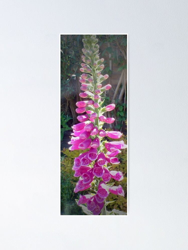 "English Foxglove" Poster for Sale by Alchemia | Redbubble