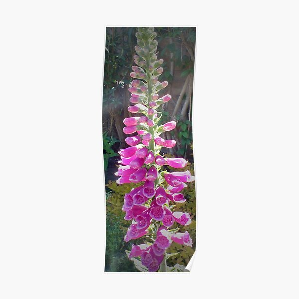 "English Foxglove" Poster for Sale by Alchemia | Redbubble