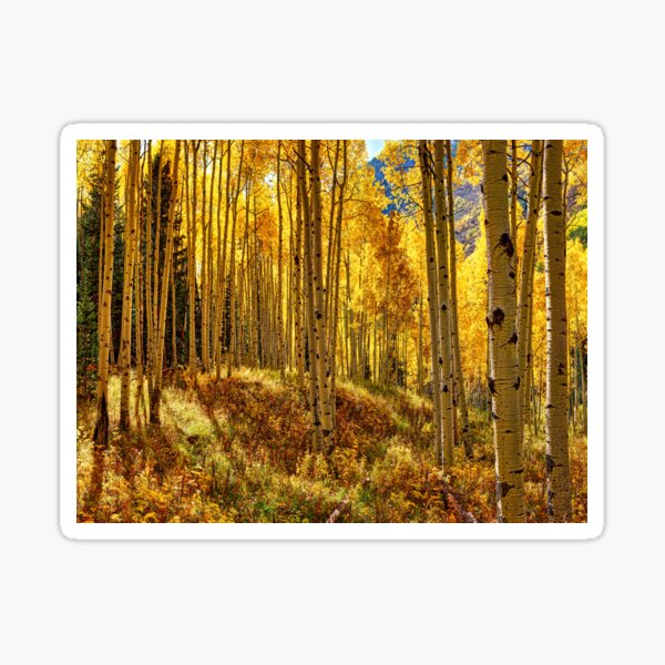 "Autumn Aspen Colorado Forest by OLena Art " Sticker for Sale by ...