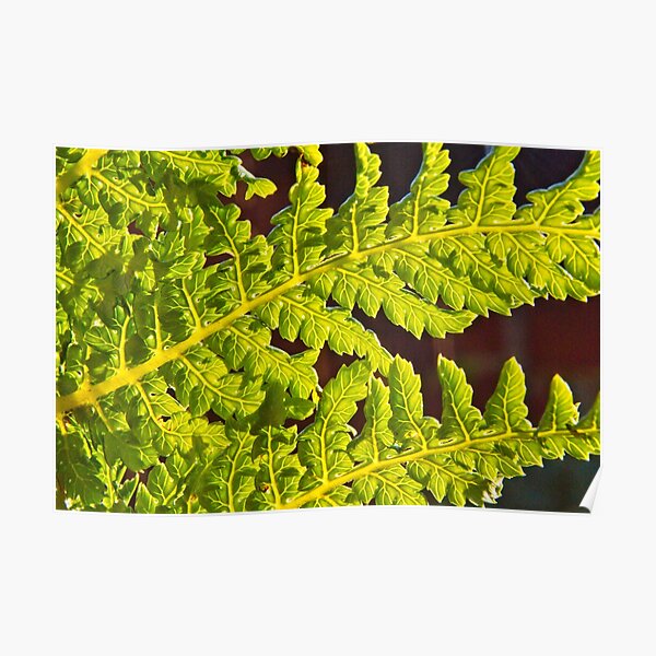 "Tasmanian Tree Fern Leaves" Poster for Sale by robcole | Redbubble