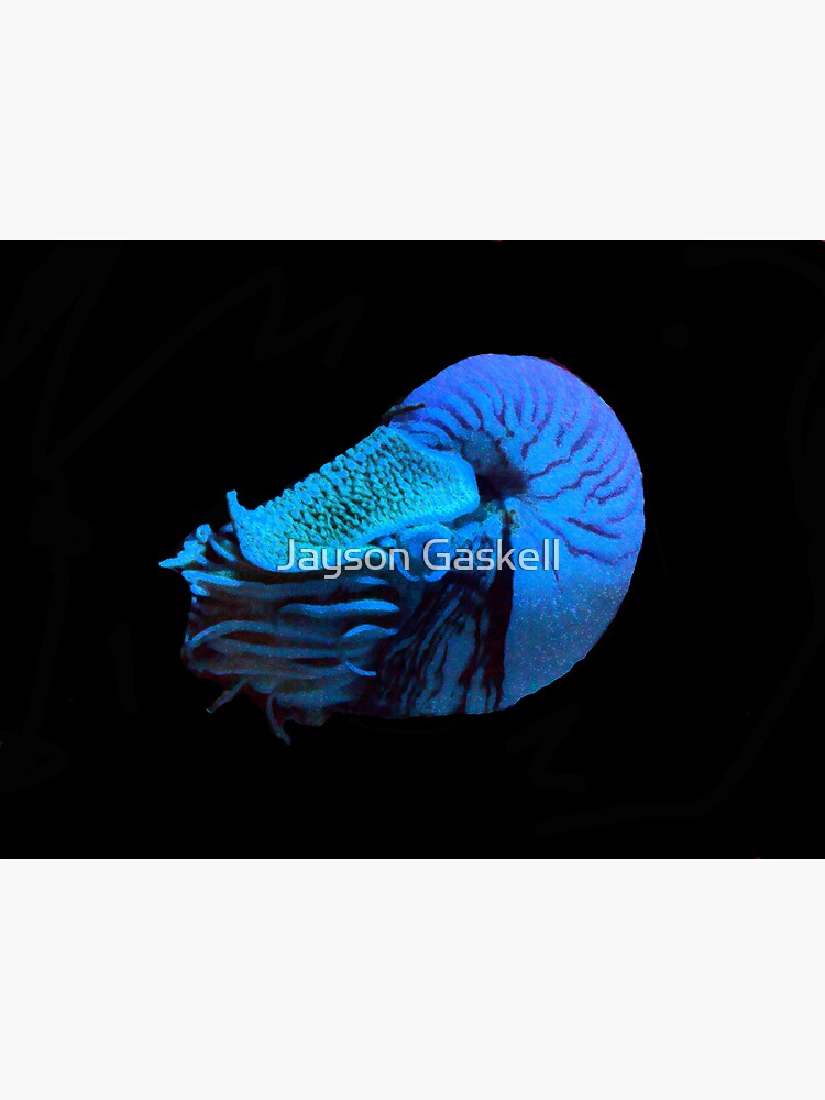 "Nautilus" Sticker for Sale by JaysonGaskell | Redbubble