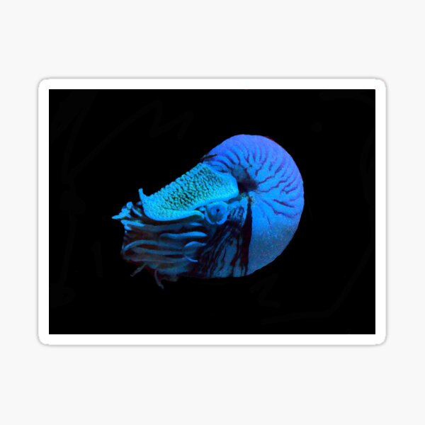 "Nautilus" Sticker for Sale by JaysonGaskell | Redbubble