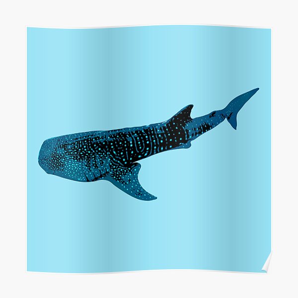 "Whale Shark Color Print " Poster by designsasstultd | Redbubble