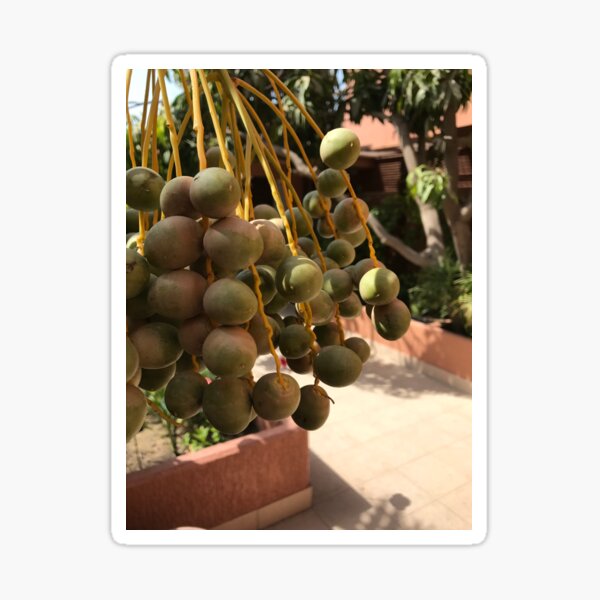 "Palm tree dates" Sticker by RBflower | Redbubble